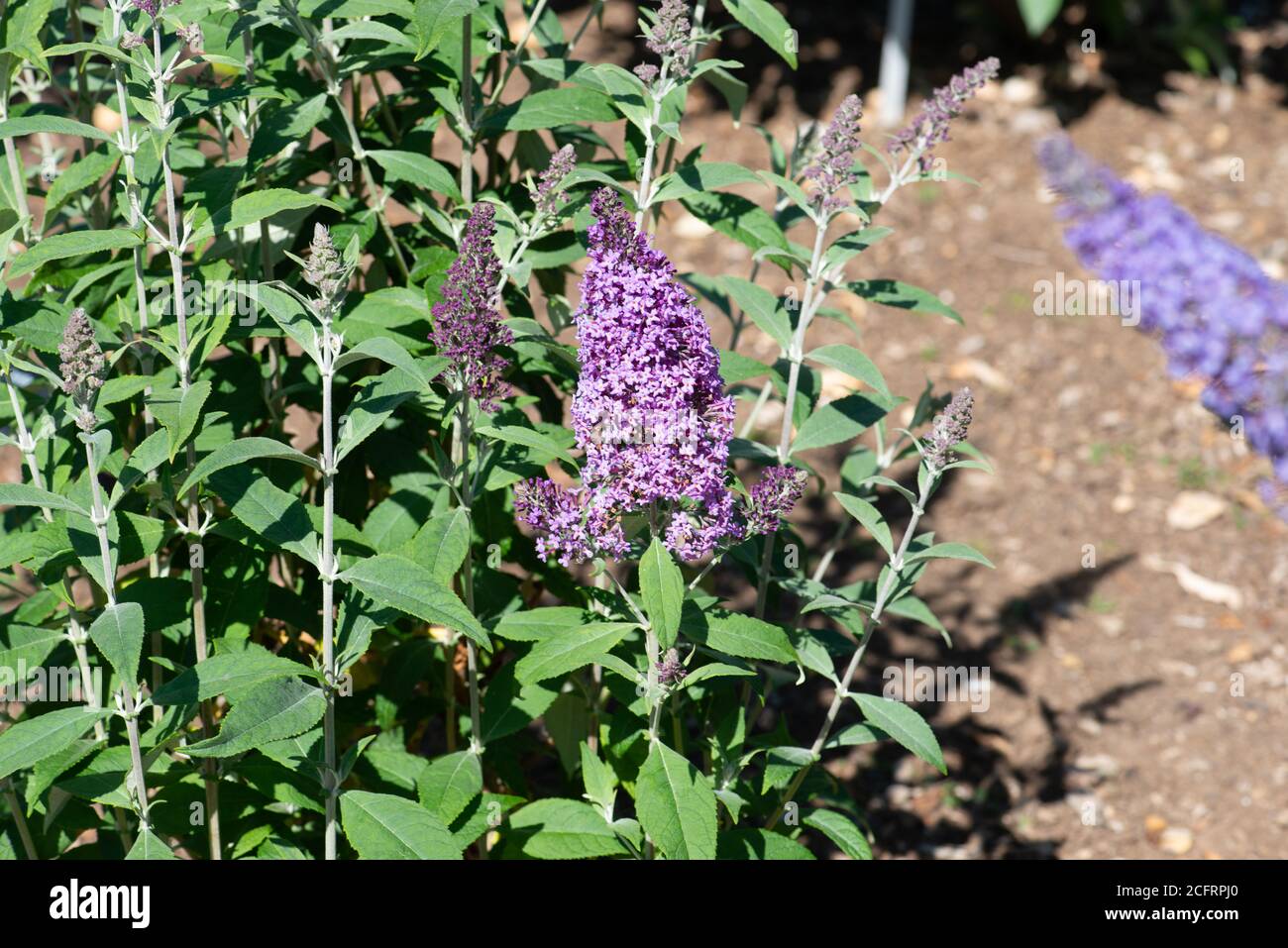 Buddleja flowers in the summer shot in the national collection in ...