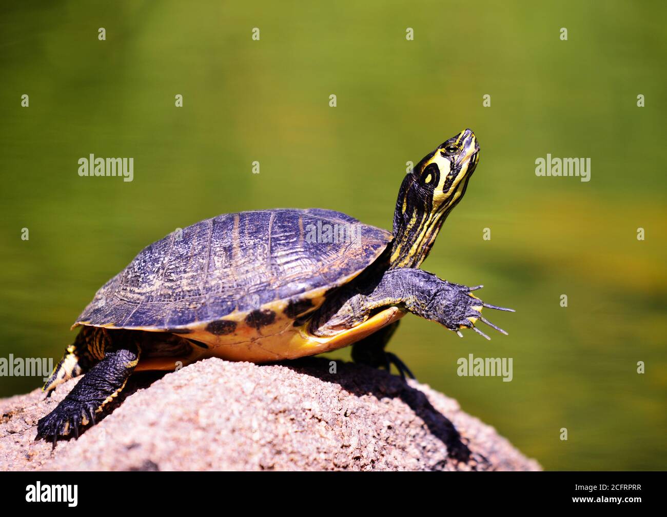Turtle on a rock Stock Photo - Alamy