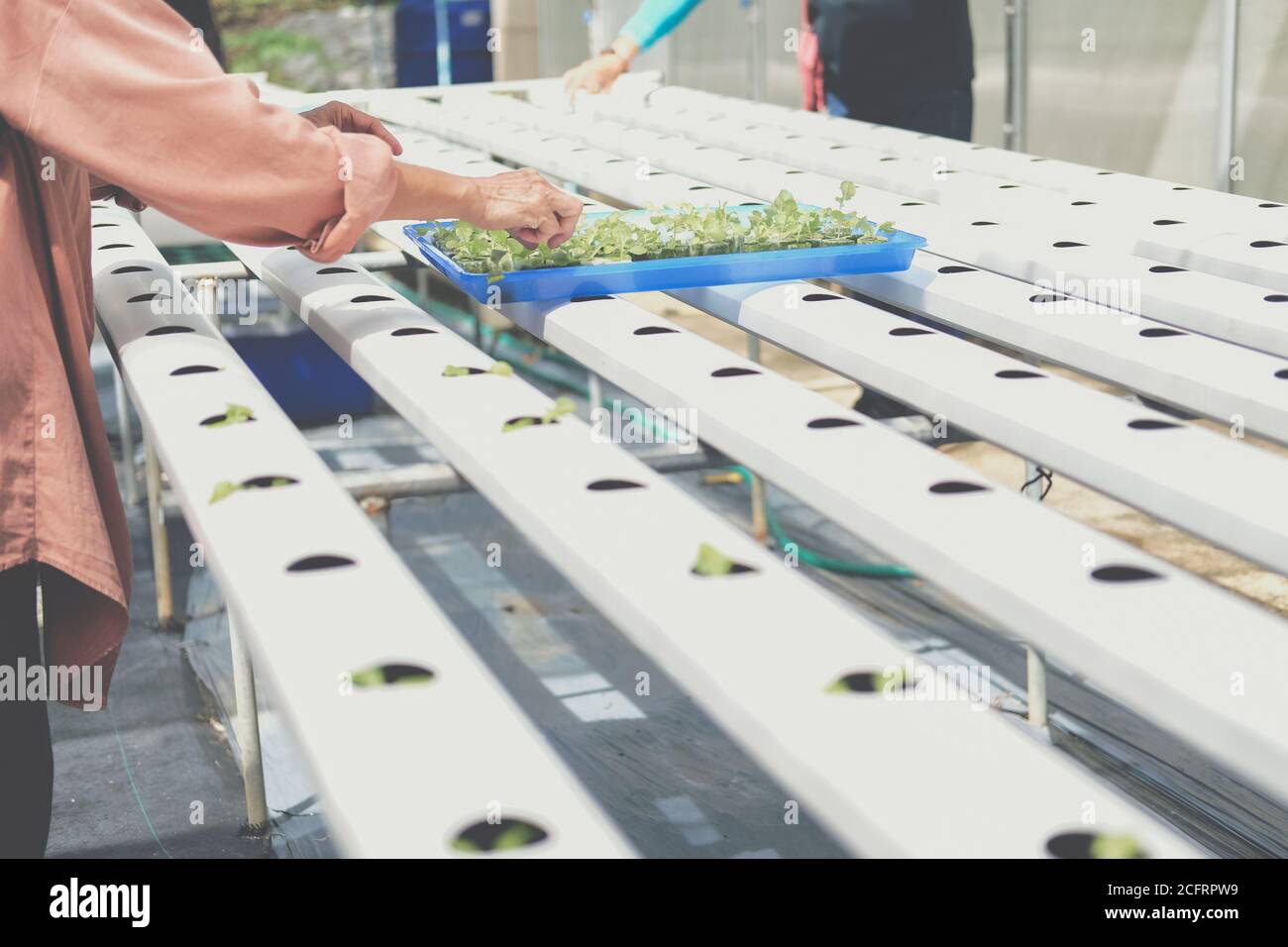 farmer putting hydroponic vegetable sprout on wet sponge on Hydroponic ...