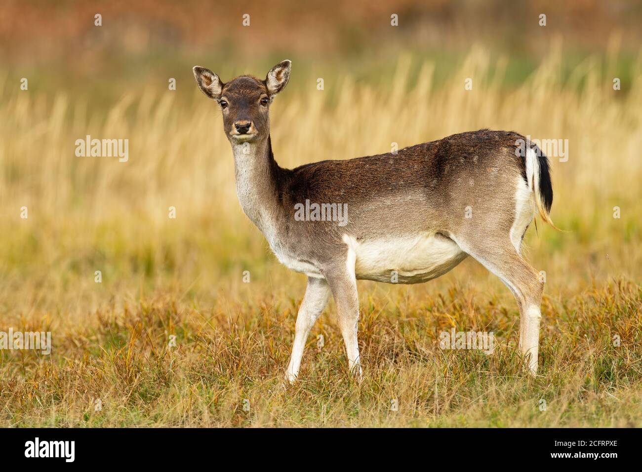 Facing deer hi-res stock photography and images - Alamy