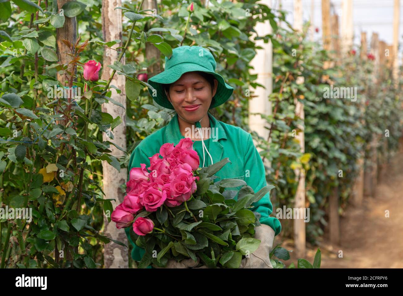 woman in green uniform taking roses from a plantation, details Stock ...