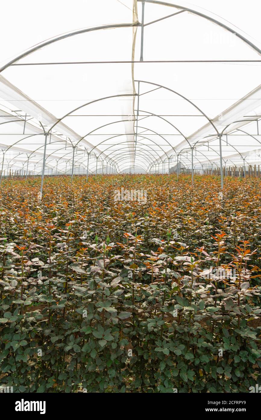 Big greenhouse hi-res stock photography and images - Alamy