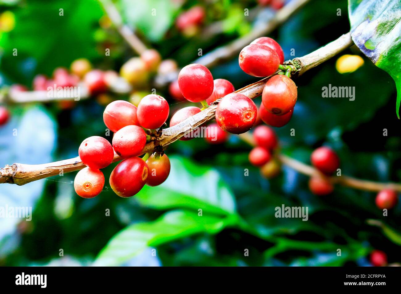 coffee beans on a tree with soft-focus in the background and over light ...