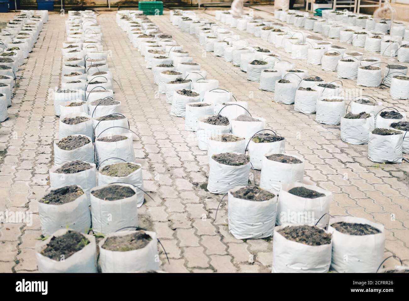 soil & fertilizer in planting bag for growing transplanting plant ...