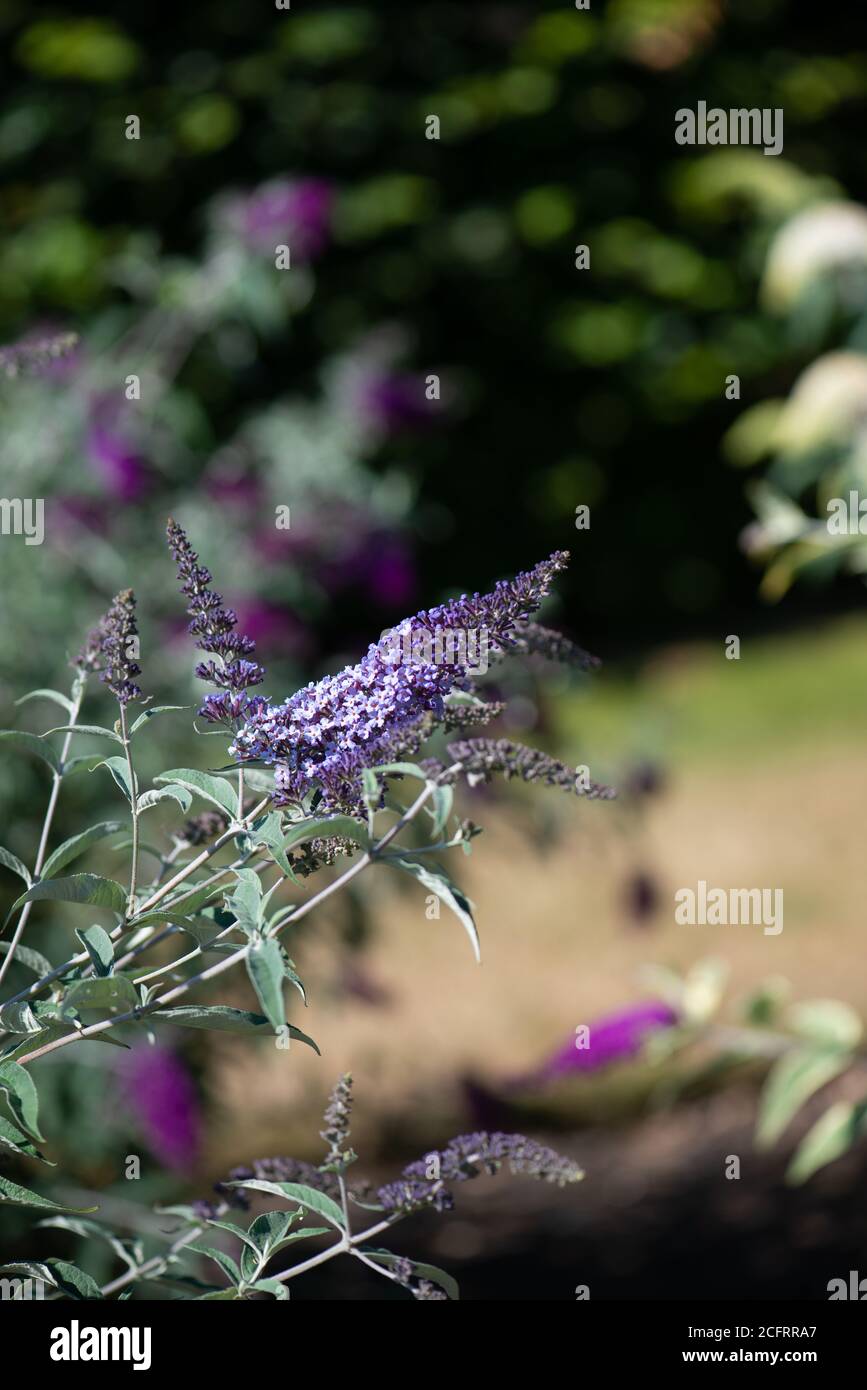 Buddleja flowers in the summer shot in the national collection in ...