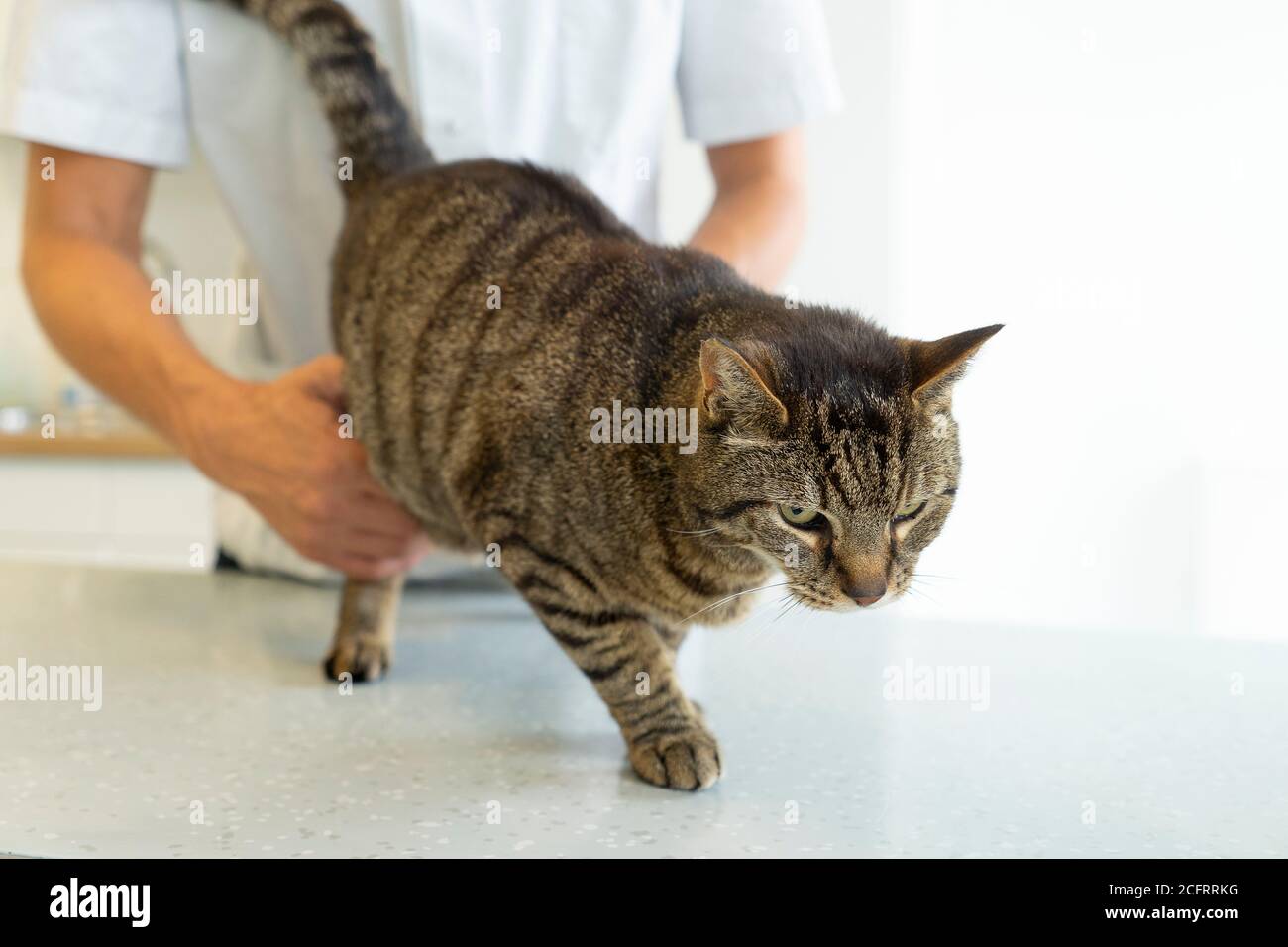 Tabby cat being examinated by an unrecognizable veterinarian who checks ...