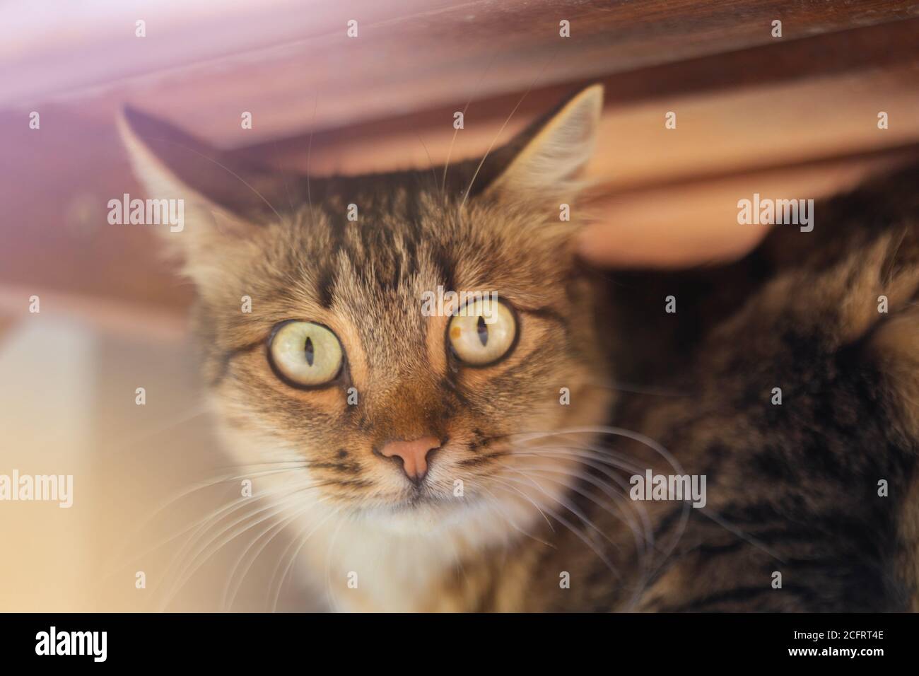 Kitten under table hi-res stock photography and images - Alamy