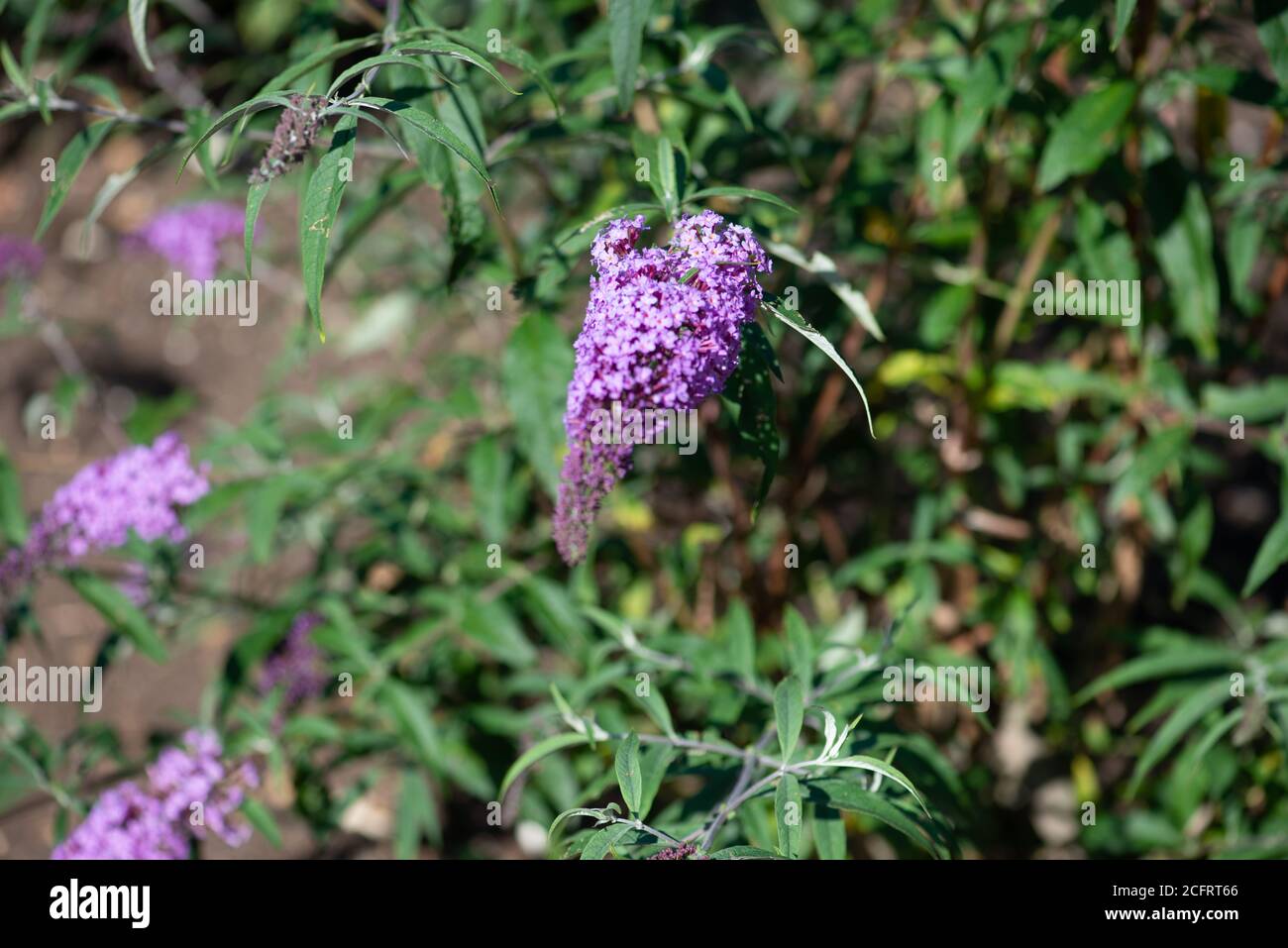 Buddleja flowers in the summer shot in the national collection in ...