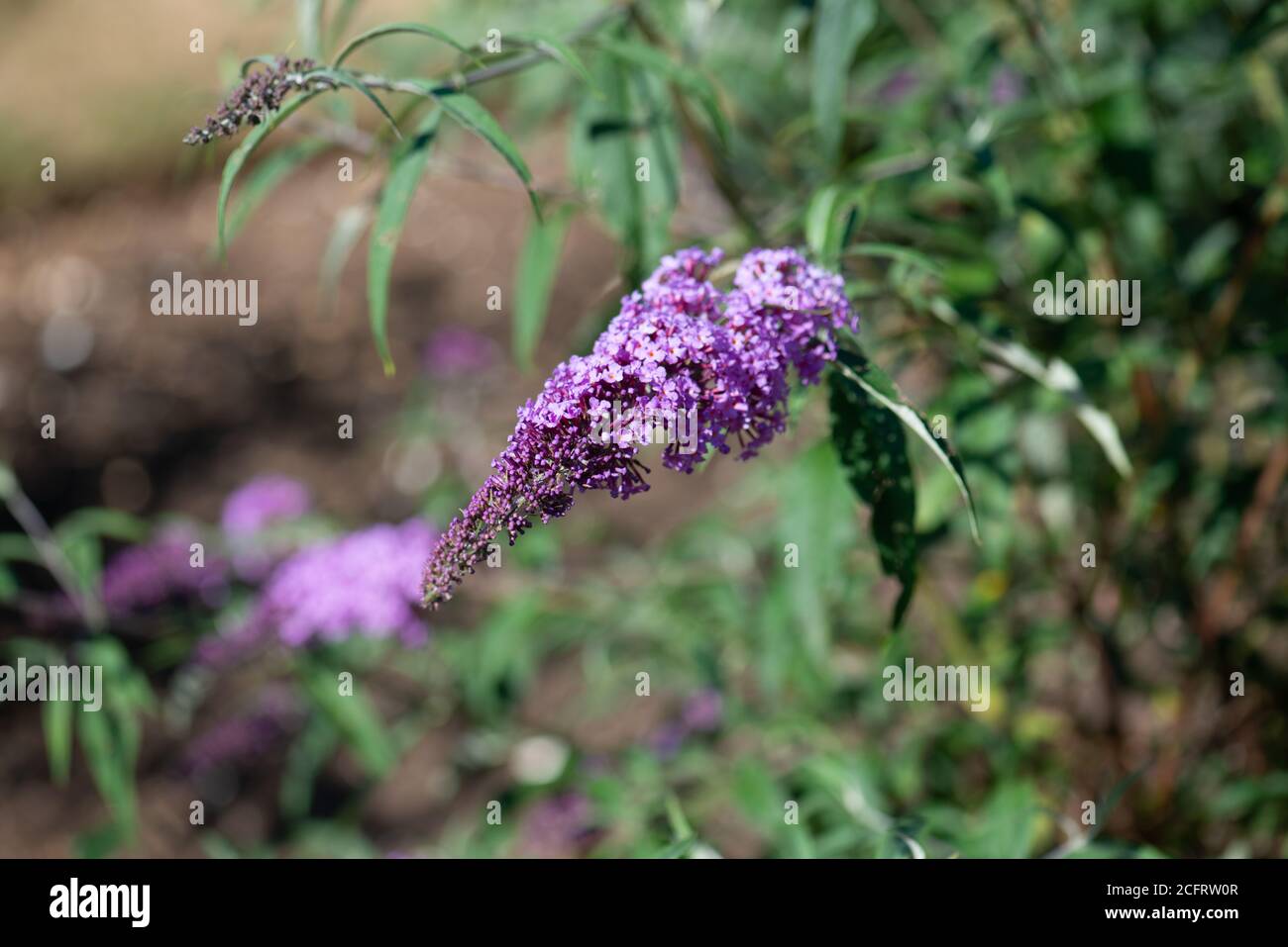 Buddleja flowers in the summer shot in the national collection in ...