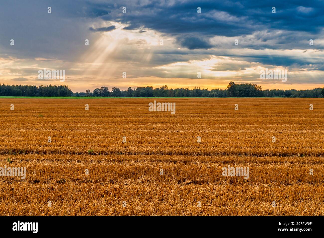Countryside Wheat Field Landscape. Beautiful Nature Sunset Landscape ...