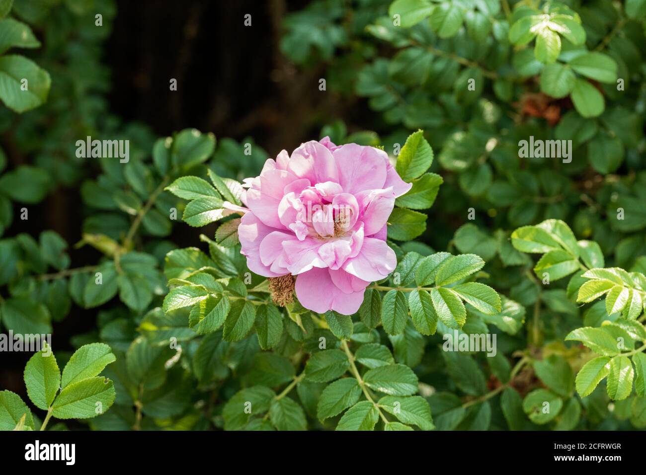 Fuchsia color hi-res stock photography and images - Alamy