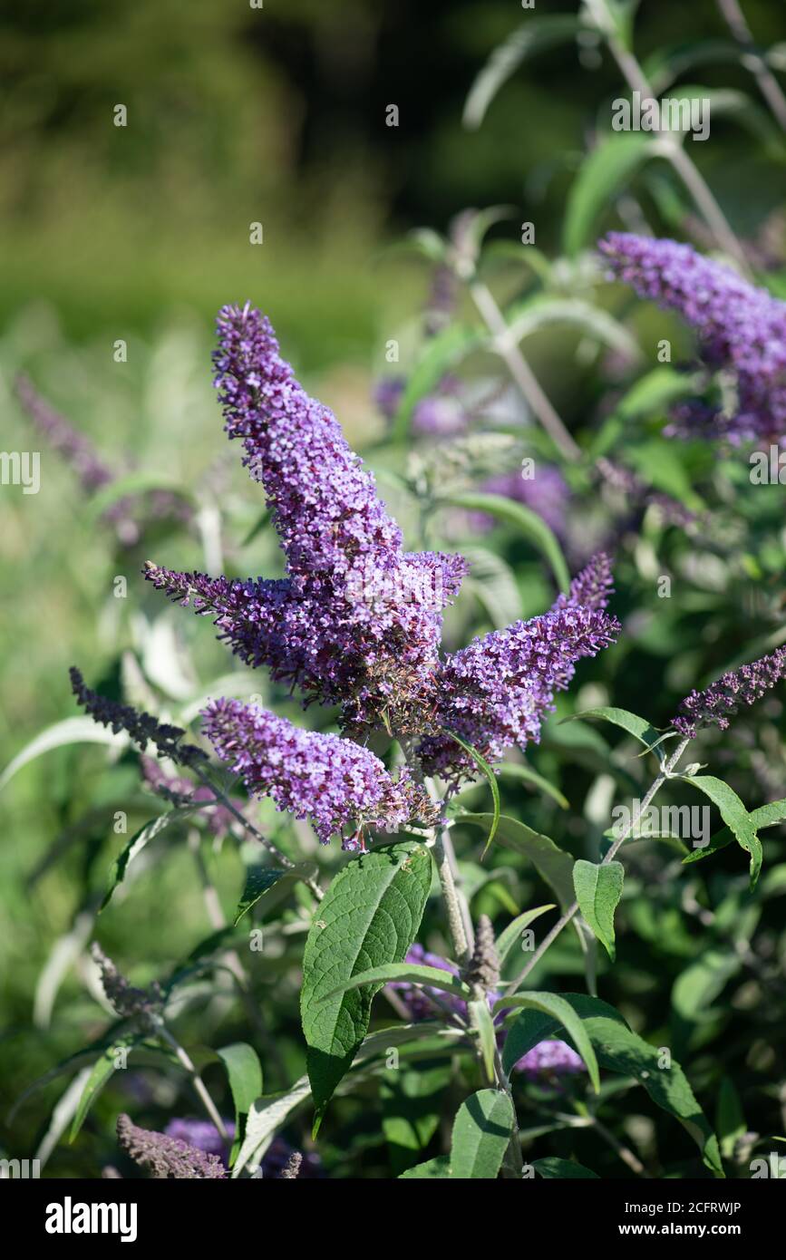 Buddleja flowers in the summer shot in the national collection in ...