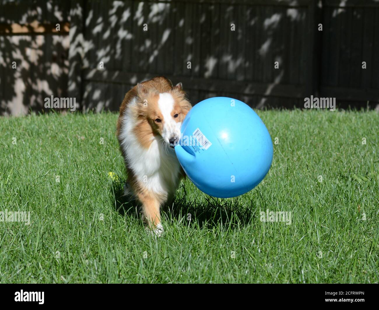 Playful young Shetland Sheepdog (sheltie) running with a large blue ...