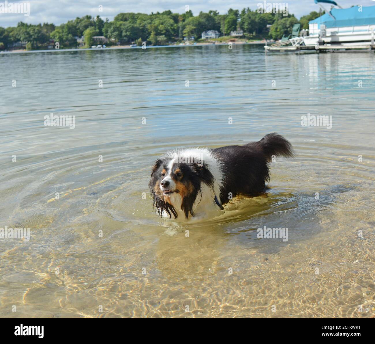 Shetland Sheepdog (sheltie) playing in shallow water at the beach ...
