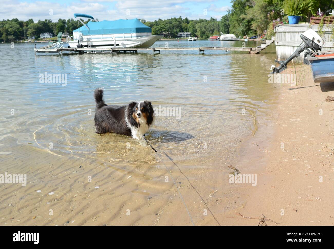 Shetland Sheepdog (sheltie) playing in shallow water at the beach ...