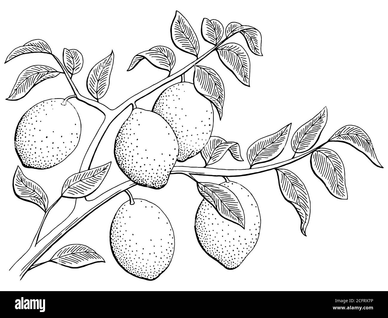 Lemon fruit graphic branch black white isolated sketch illustration ...