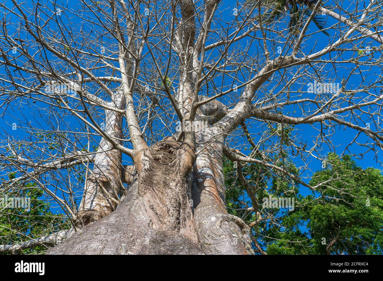 A large baobab tree on the beach in Zanzibar island, Tanzania, east ...