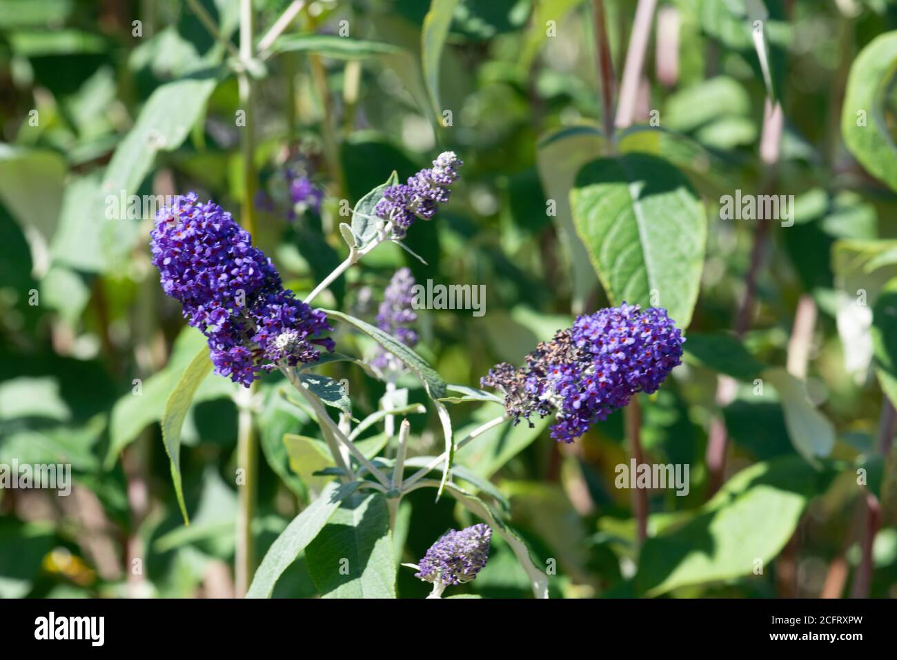 Buddleja flowers in the summer shot in the national collection in ...