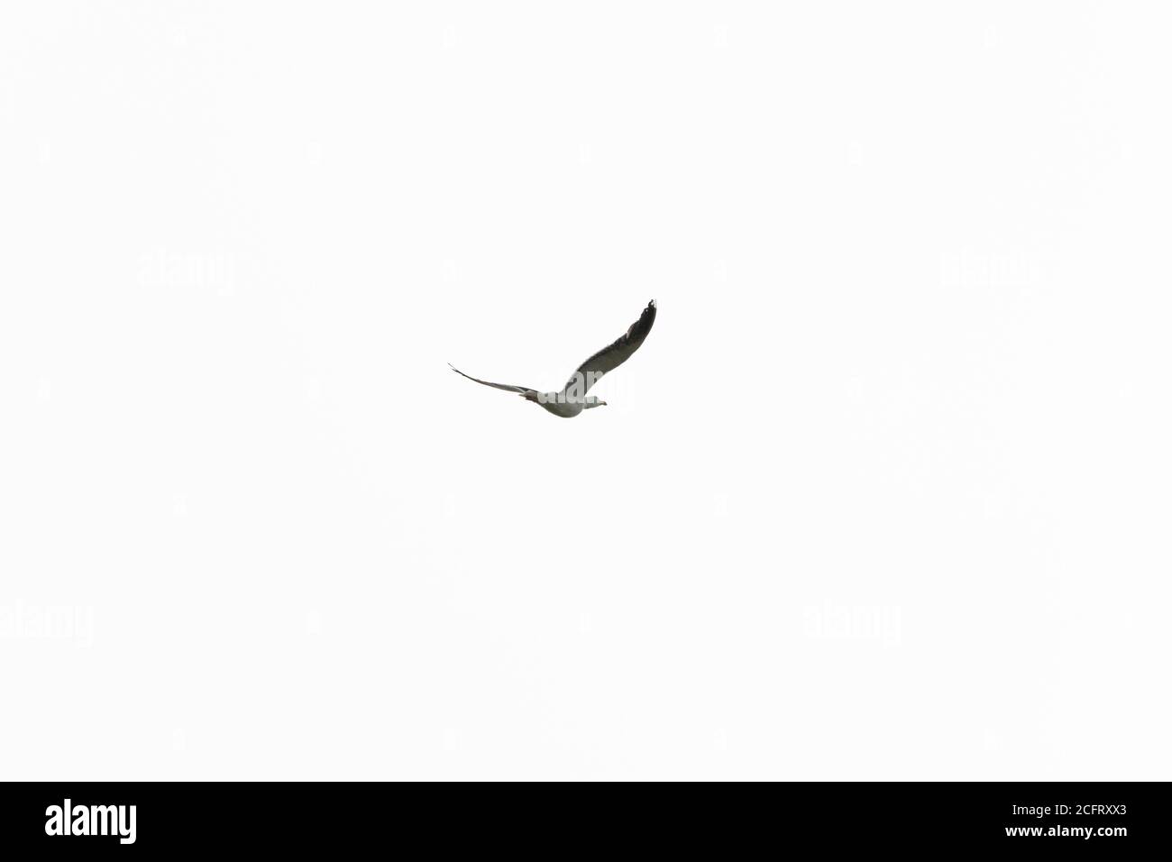 Going away from Cut Out Stock Images & Pictures - Alamy