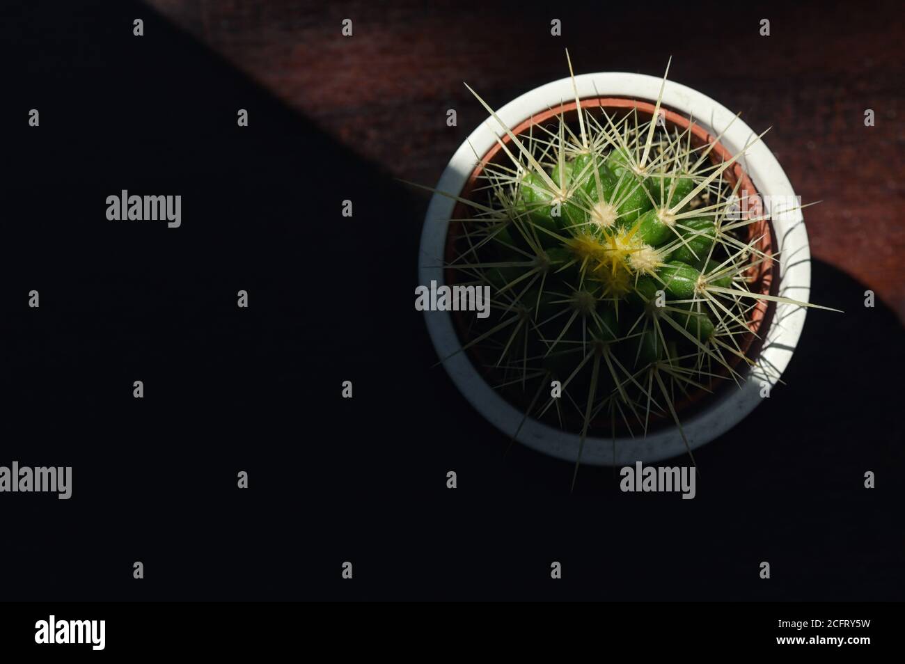Single cactus plants from above and sunlight Stock Photo - Alamy