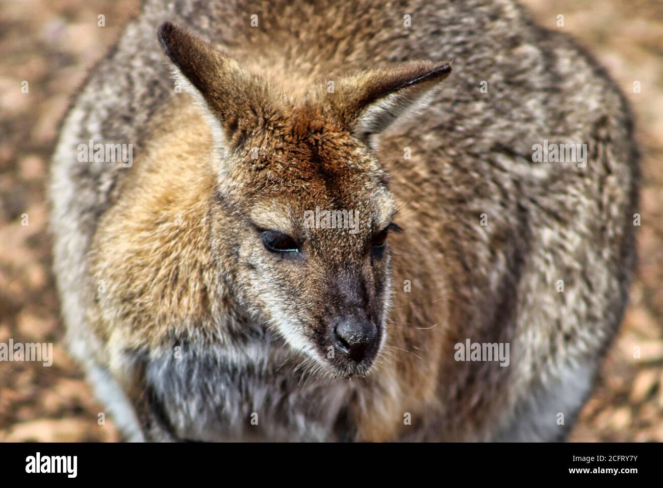Red necked wallaby uk hi-res stock photography and images - Alamy