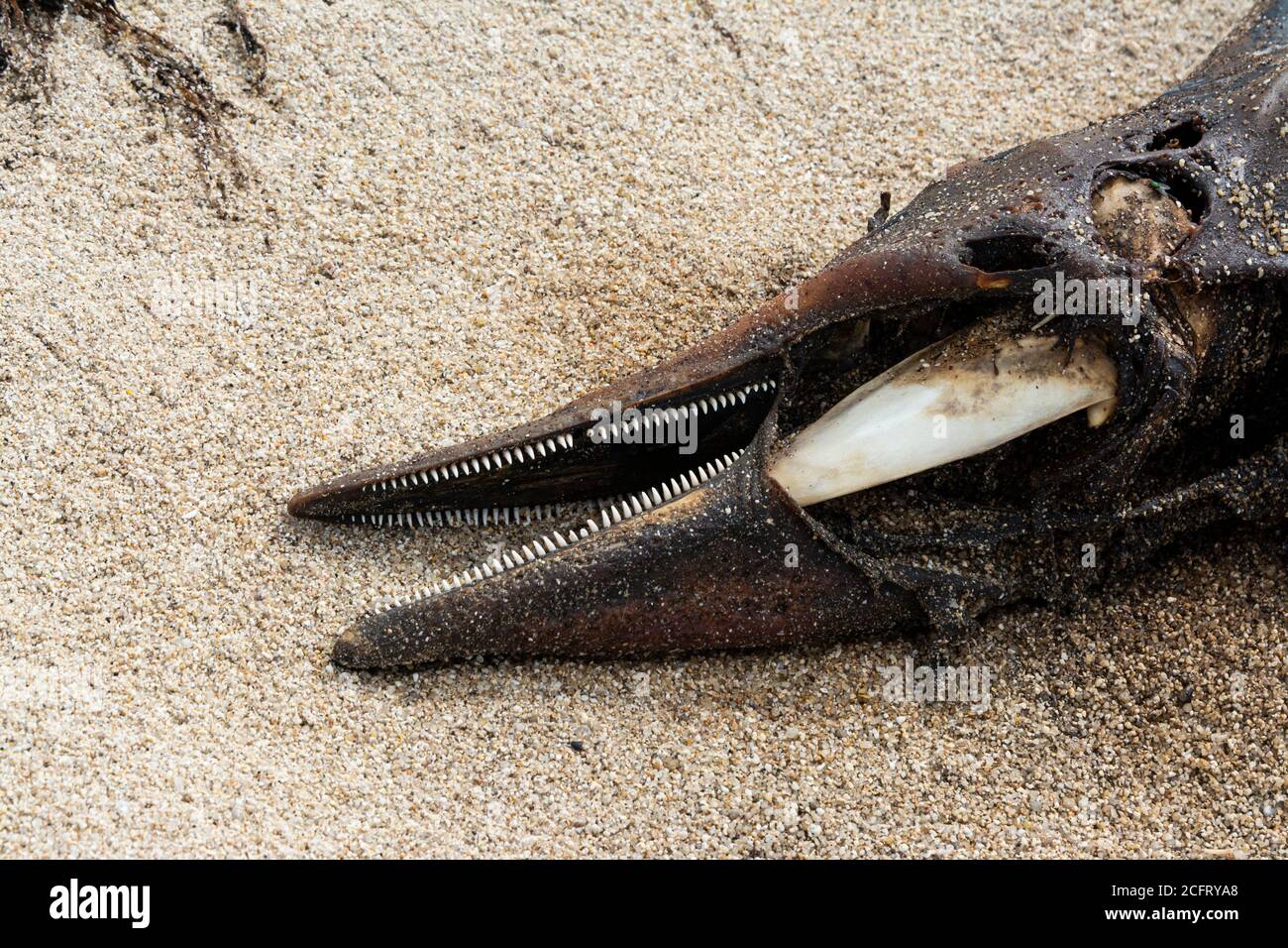Dead dolphin europe hi-res stock photography and images - Alamy