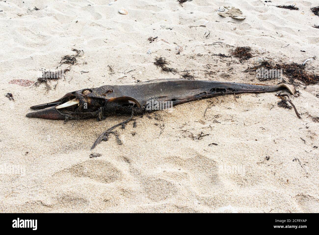Dead dolphin on beach hi-res stock photography and images - Alamy