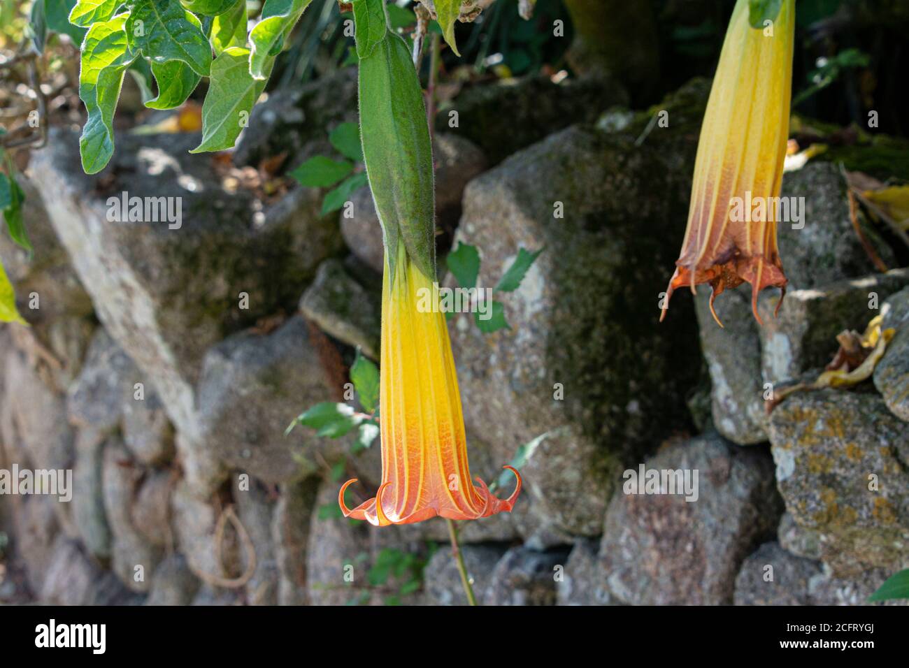 The flowers of a red angel's trumpet (Brugmansia sanguinea Stock Photo ...