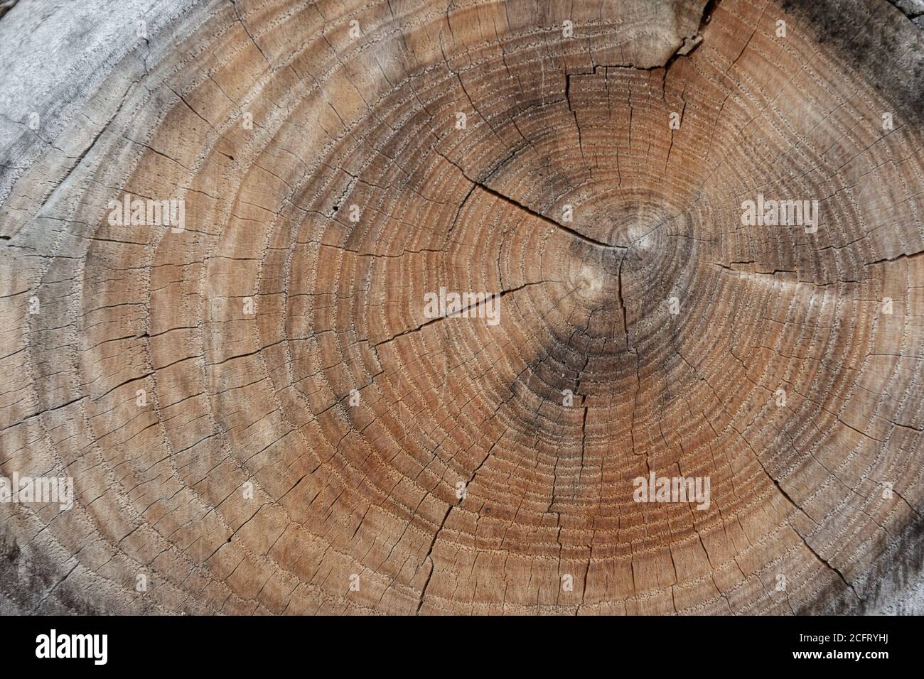 Wood log background texture with cracks and growth rings Stock Photo ...