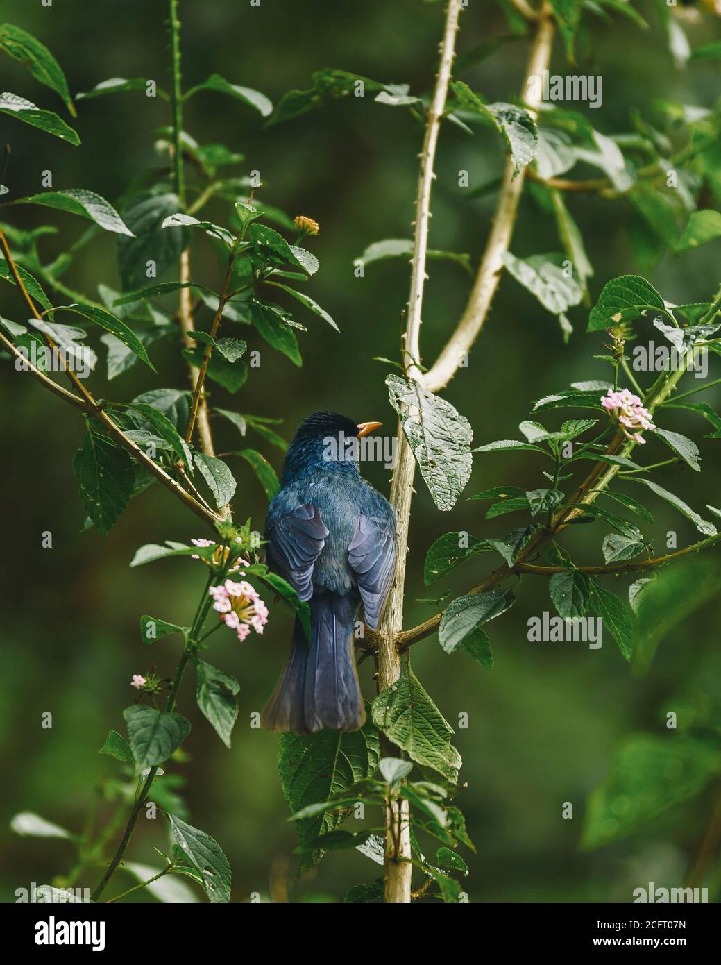 Indian endemic bird hi-res stock photography and images - Alamy