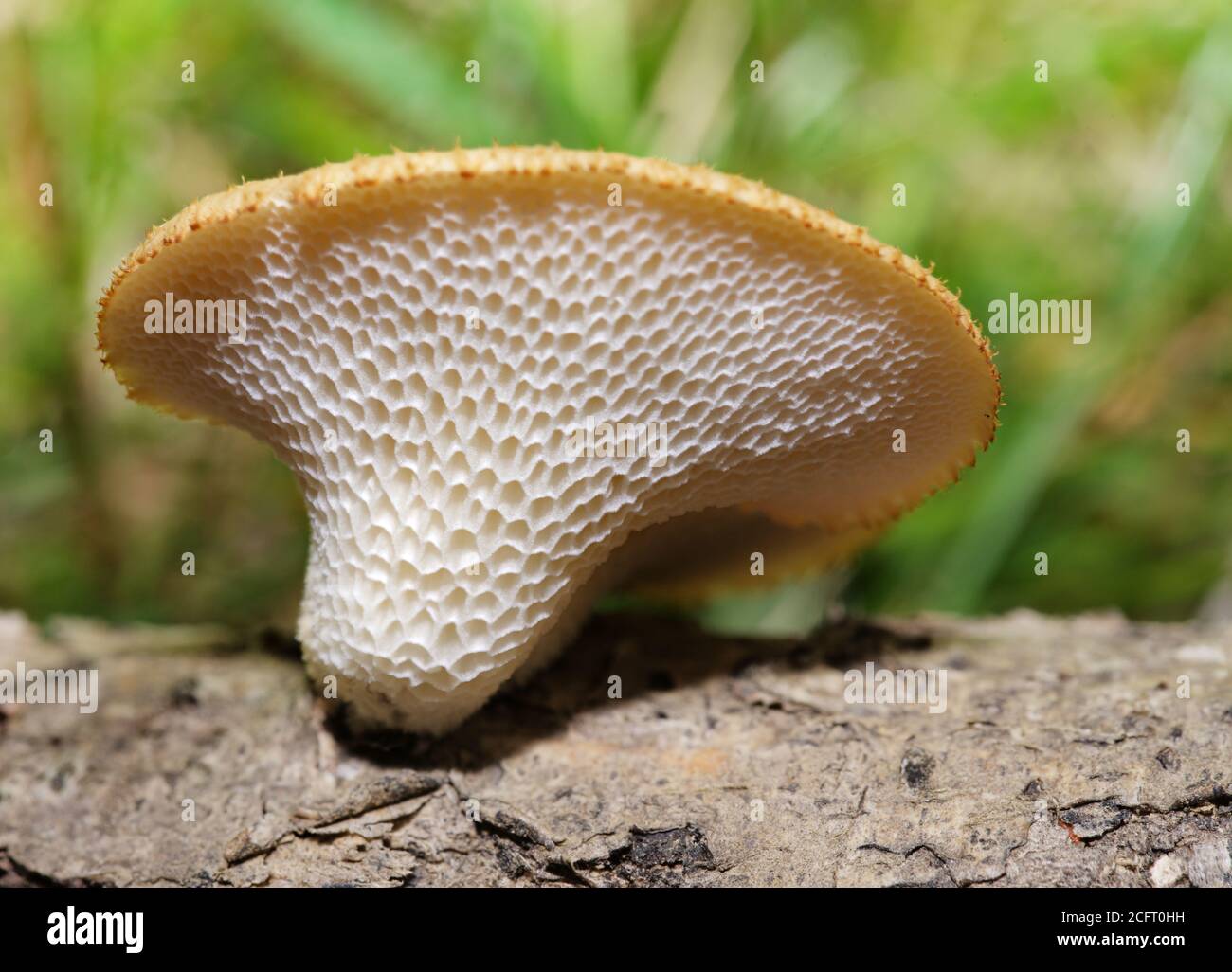 Wood log white fungus tree fungi hi-res stock photography and images ...