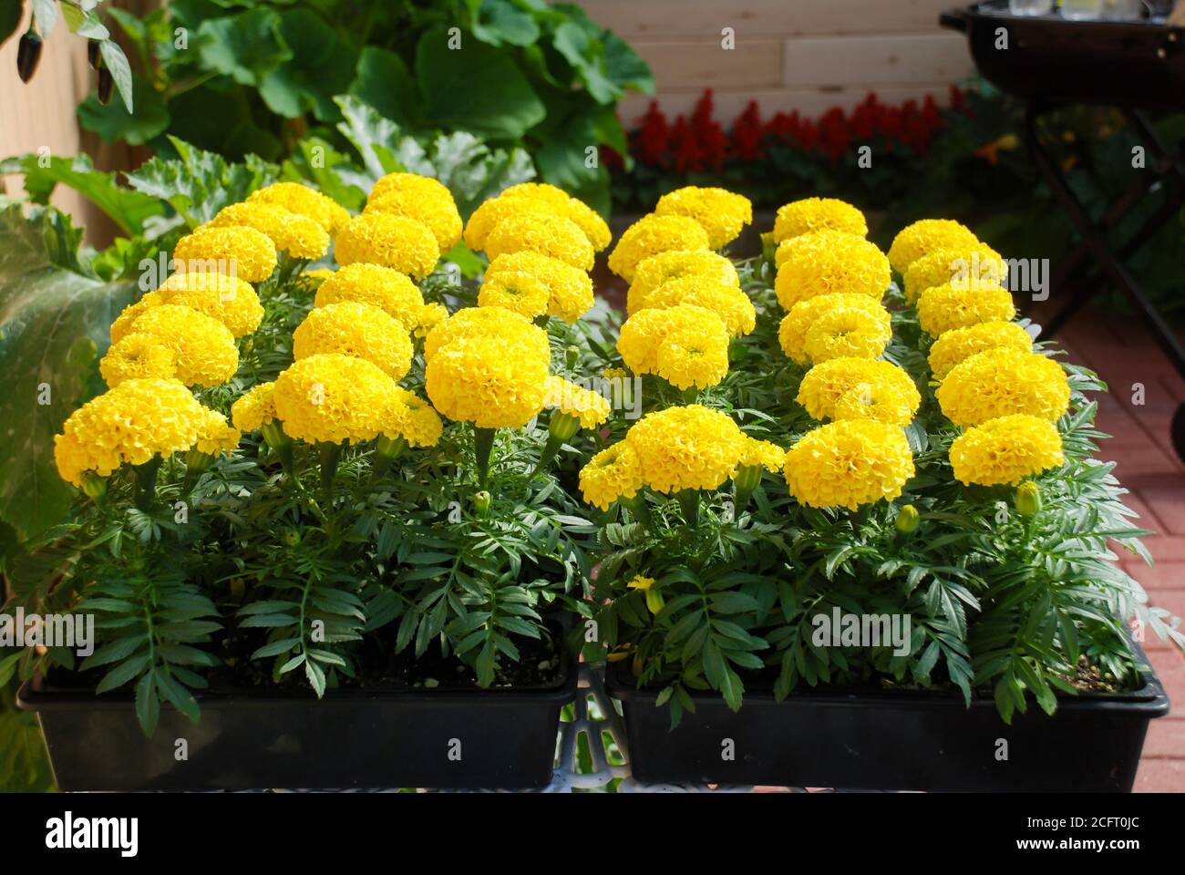 Marigolds Yellow Color (Tagetes erecta, Mexican marigold, Aztec ...