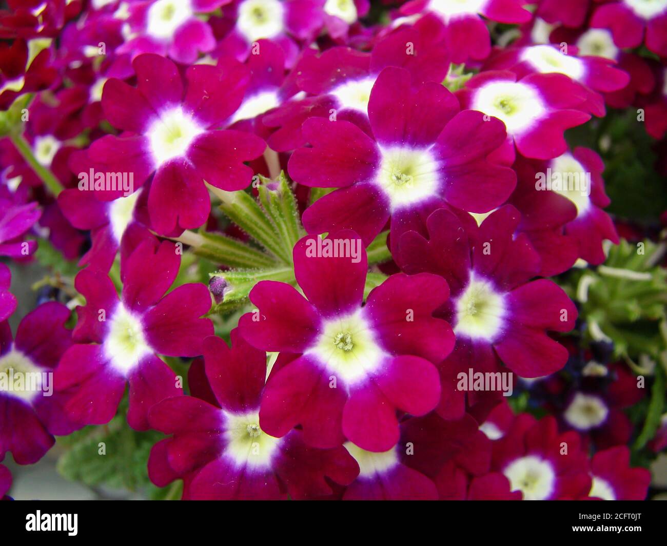 Verbena peruviana hi-res stock photography and images - Alamy