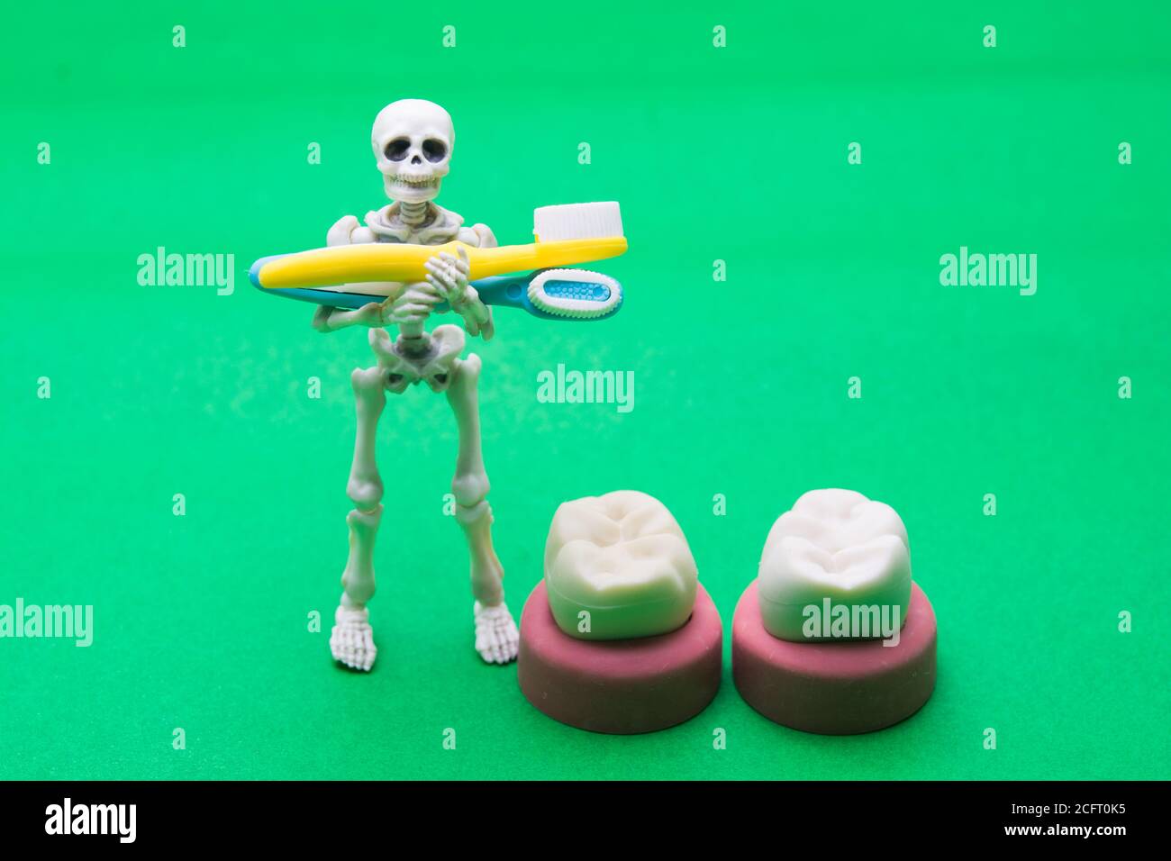 Teeth models of different human jaws with skeleton, halloween teeth ...
