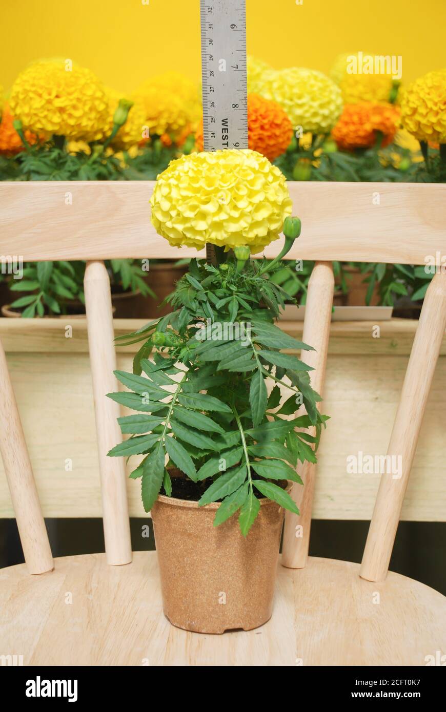 Marigolds Yellow Color (Tagetes erecta, Mexican marigold, Aztec ...
