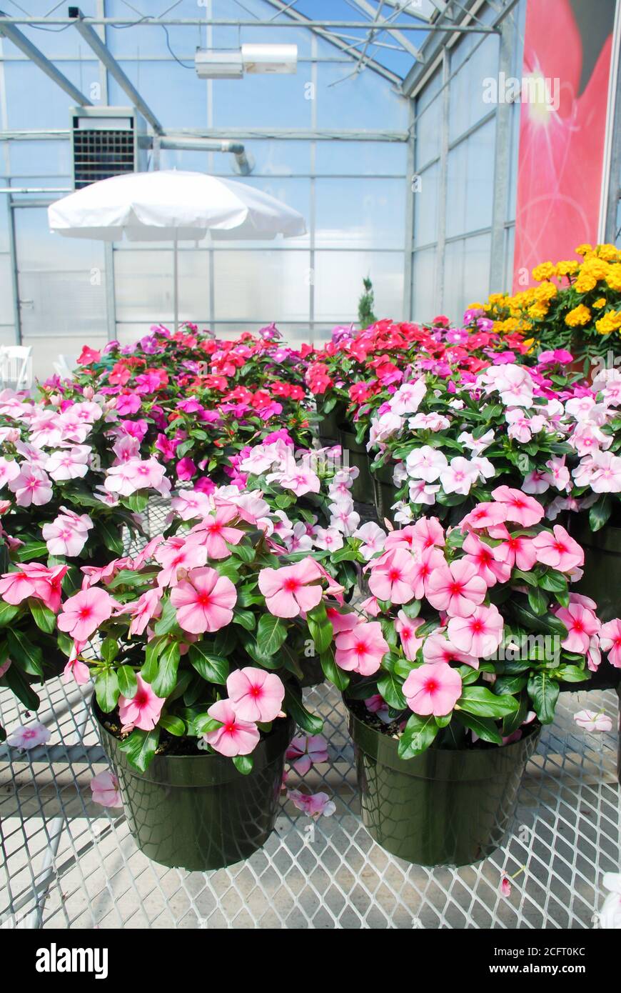 foliage vinca flowers, mixed color vinca flowers (Madagascar periwinkle ...
