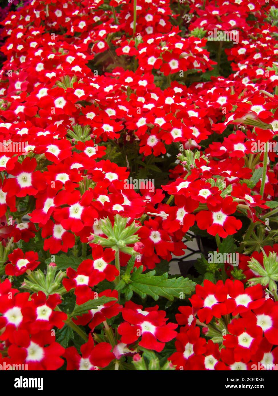 Red color Garden Verbena blooming (Verbena tenera), pot plants Stock ...