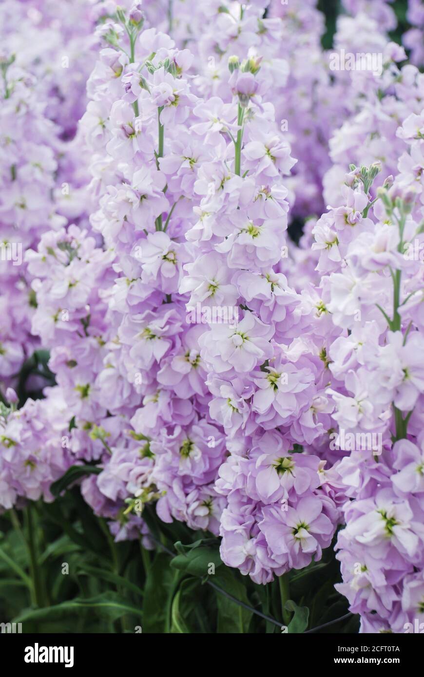 Matthiola incana flower, stock flowers, cut flowers in nursery, full ...