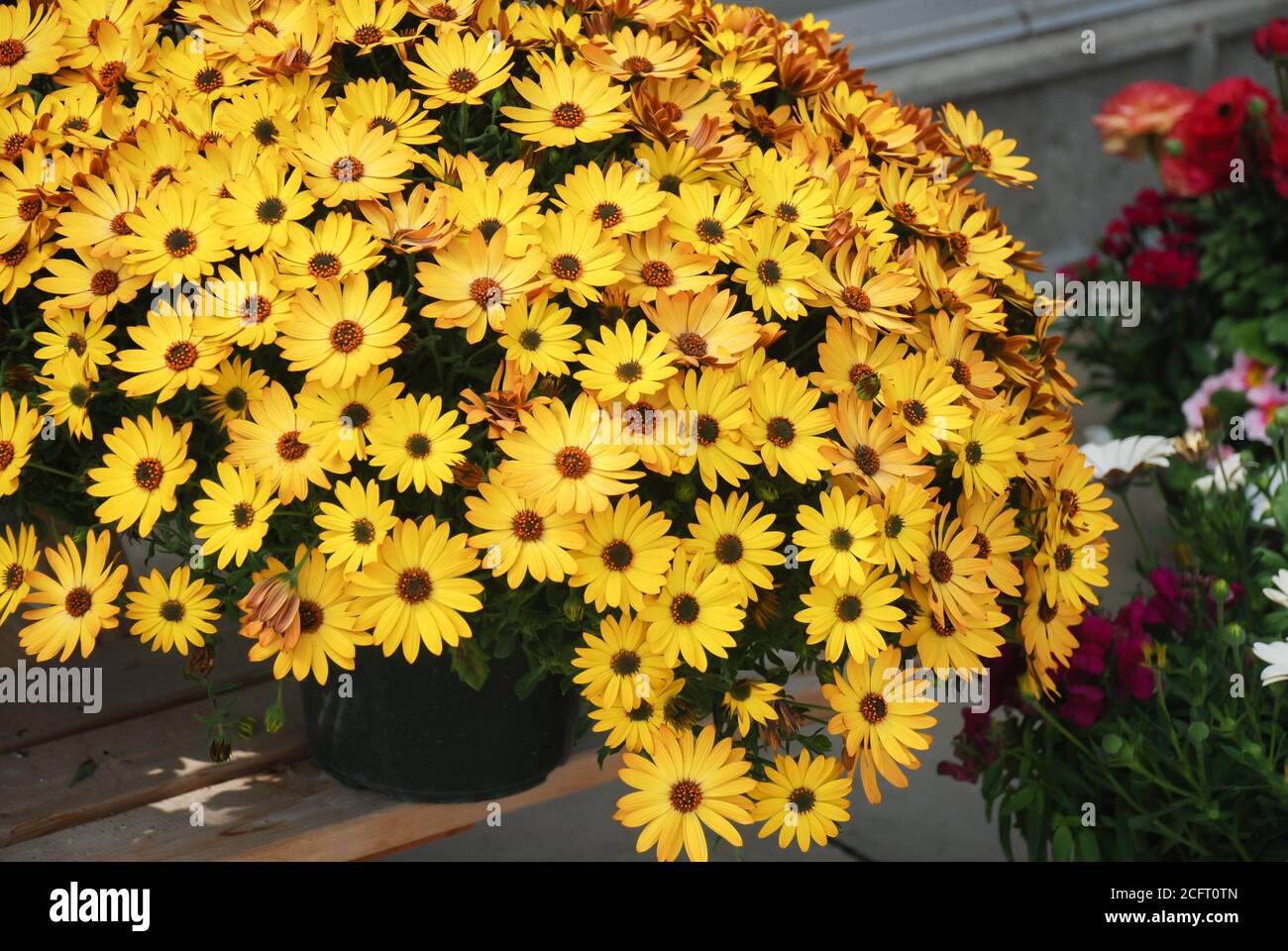 Yellow osteospermum or dimorphotheca flowers in the flowerbed, Yellow ...