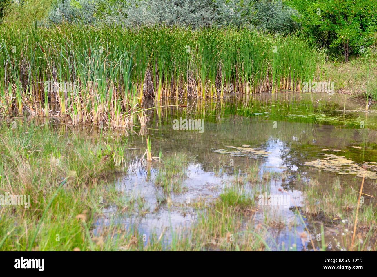 Nature of swamp with green reeds Stock Photo - Alamy