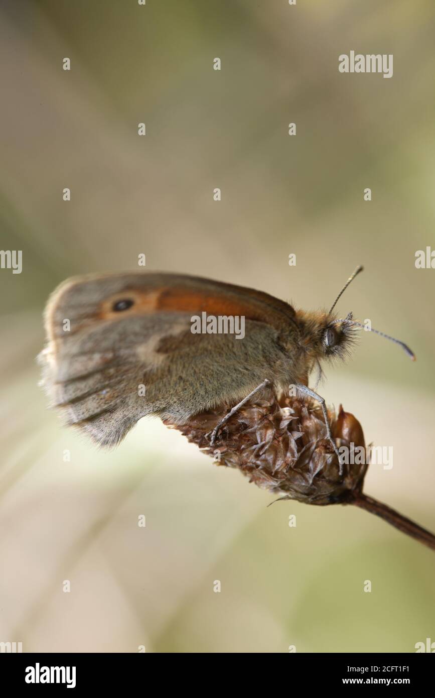 Meadow brown butterfly wing hi-res stock photography and images - Alamy
