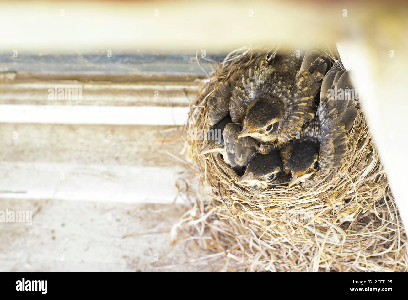 Robin fledgling nest hi-res stock photography and images - Alamy