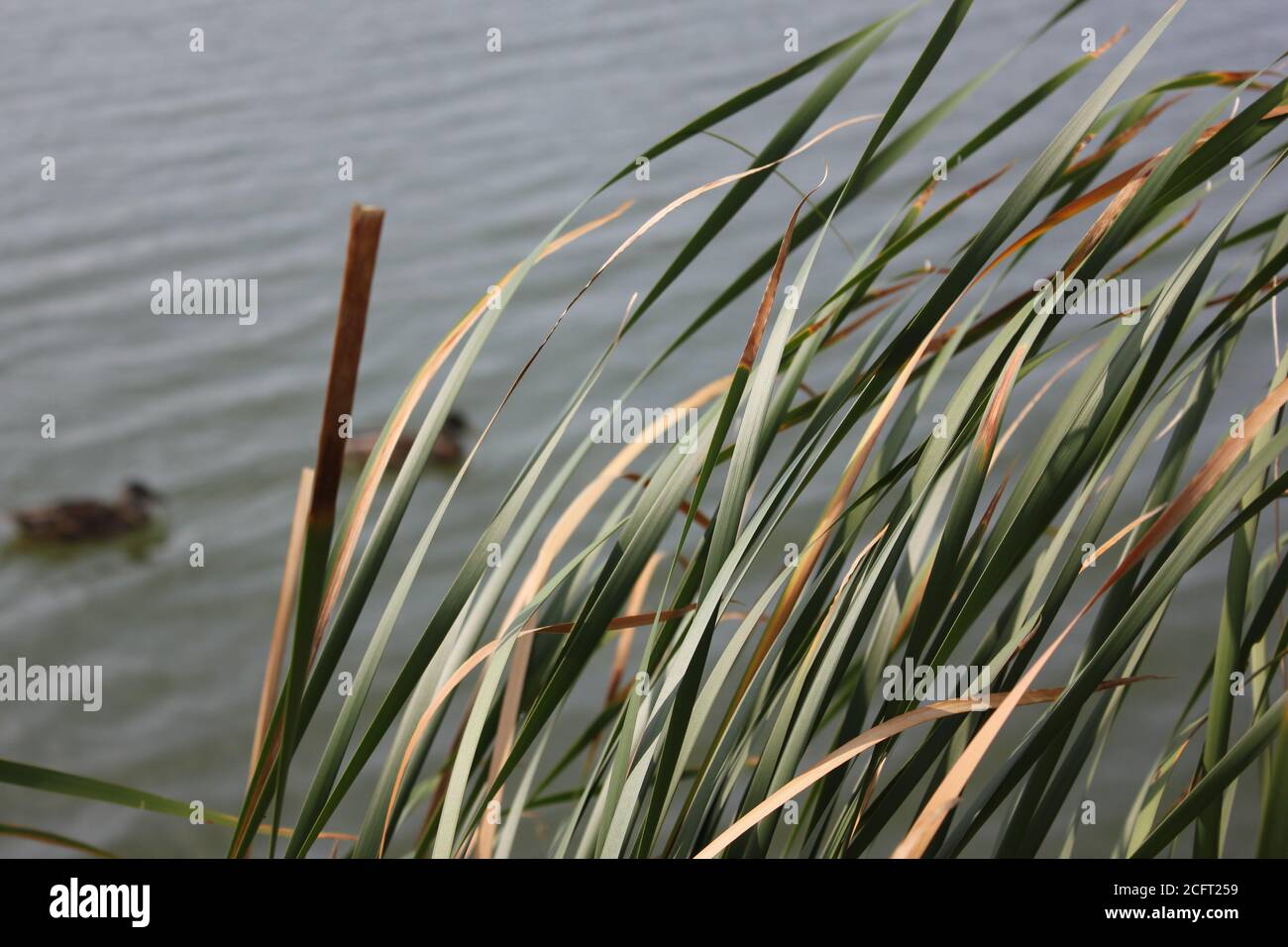 Wild cattails growing on the lake shore at Lake Opeka Park in Des ...
