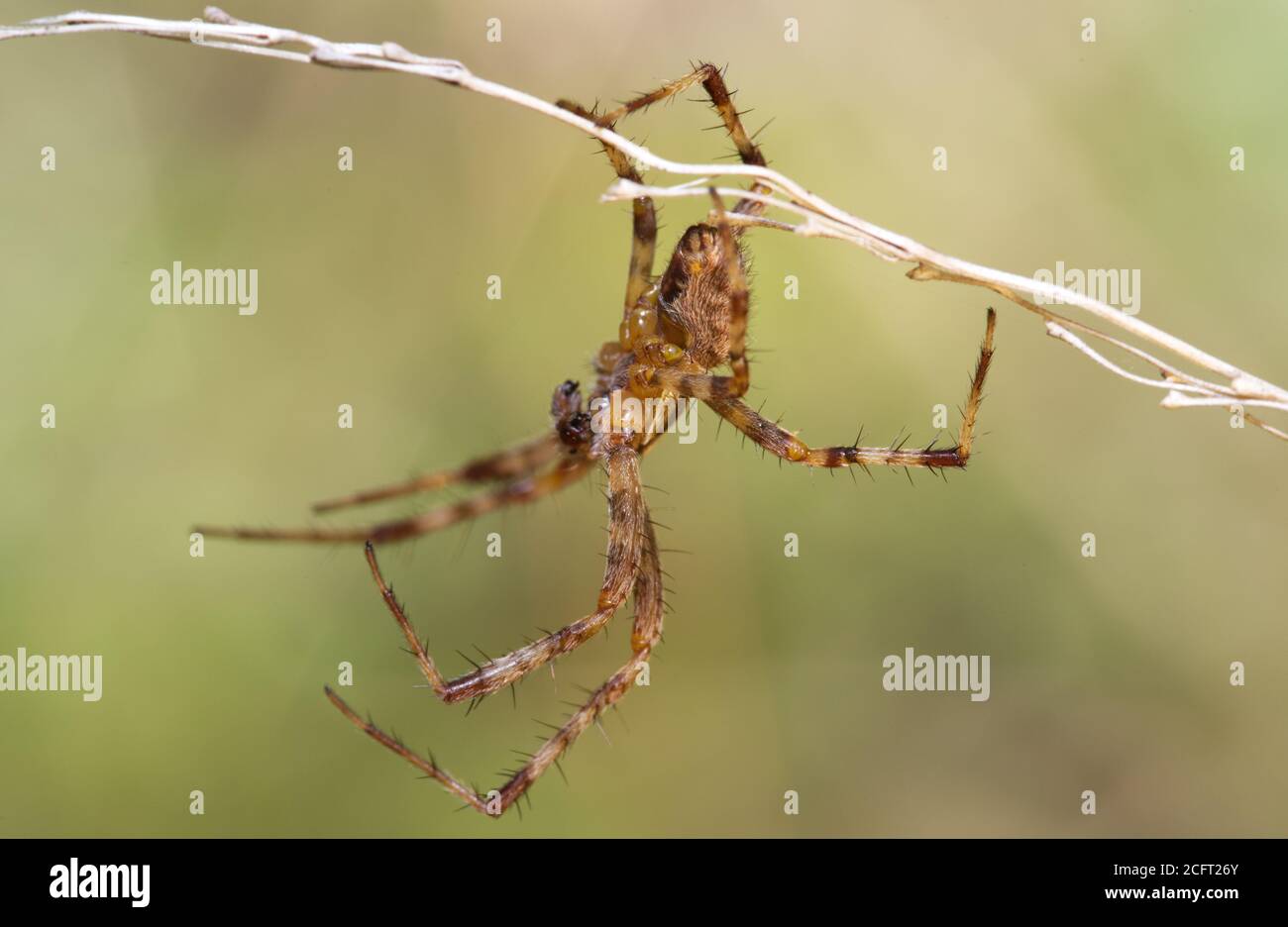 Deadly spiders hi-res stock photography and images - Alamy