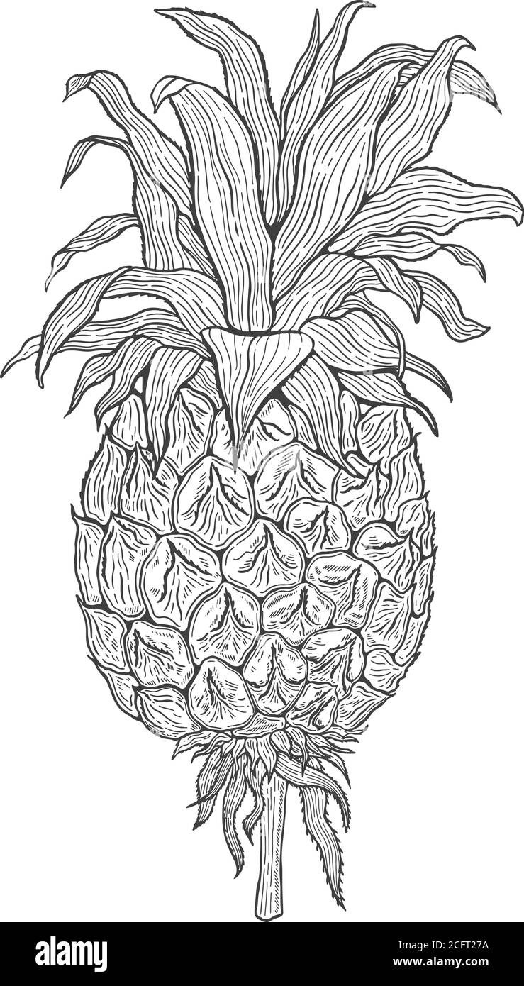 Tropical plant pineapple .Line art hand drawn set Stock Vector Image ...