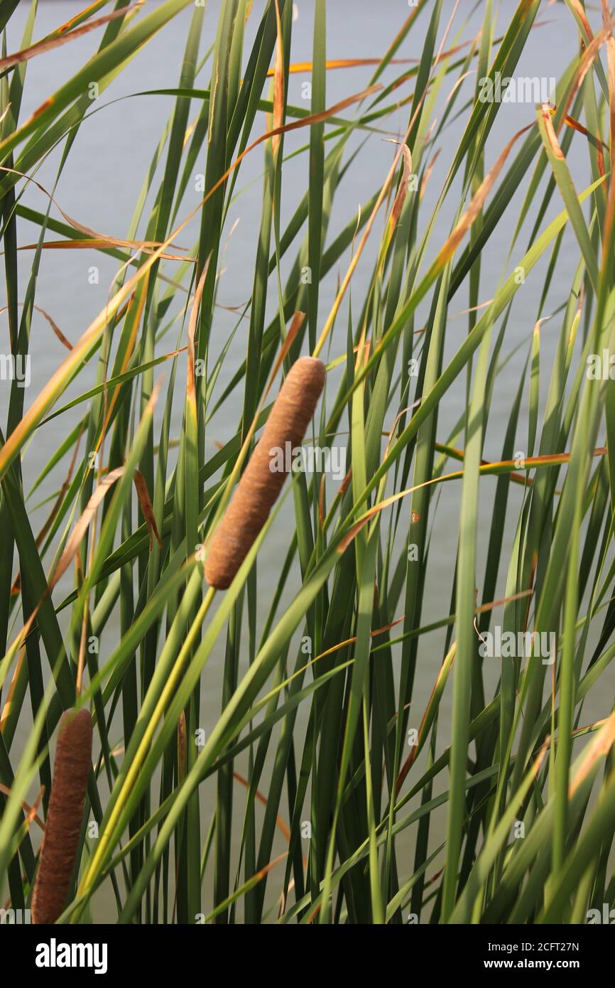 Wild cattails growing on the lake shore at Lake Opeka Park in Des ...