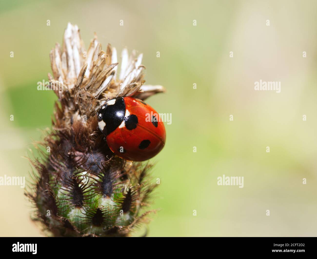 Ladybird in sunshine hi-res stock photography and images - Alamy