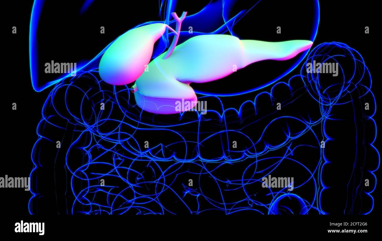 Gall Bladder Human Digestive System Anatomy For Medical Concept 3D ...