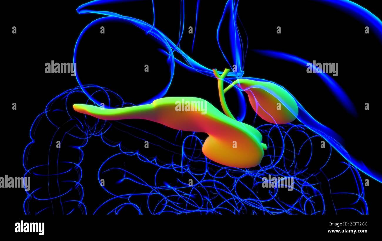 Gall Bladder Human Digestive System Anatomy For Medical Concept 3D ...