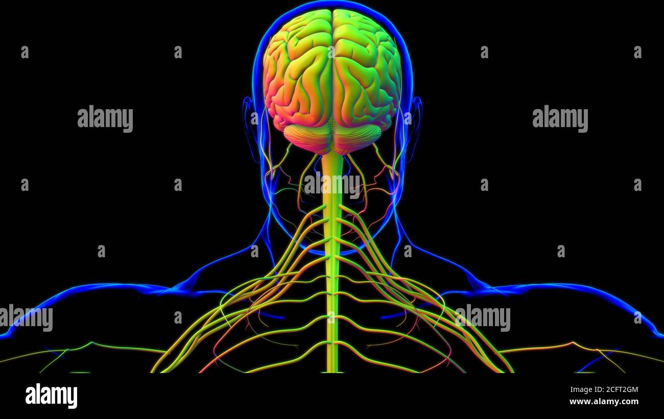 Human Brain Anatomy For Medical Concept 3D Illustration Stock Photo - Alamy